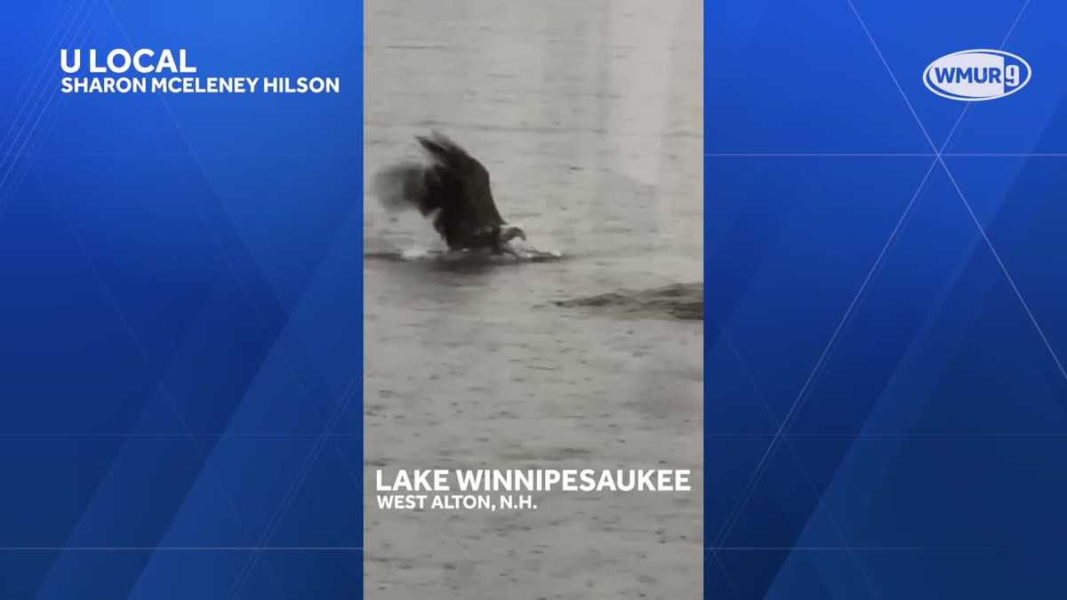 Video: Bald eagle seen swimming in Lake Winnipesaukee