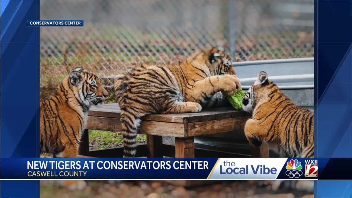 Caswell County: Conservators Center welcomes new tiger cubs