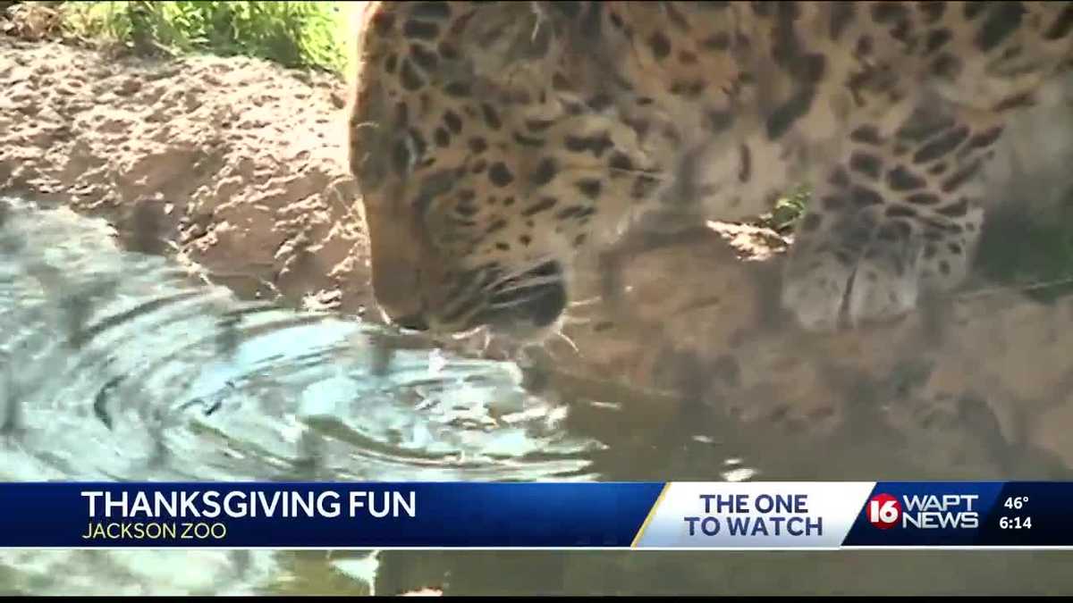 Jackson Zoo open today to invite visitors free of charge