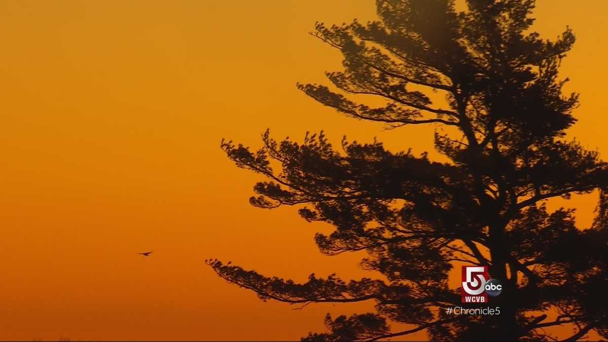 Bar Harbor: Winter Carriage Ride