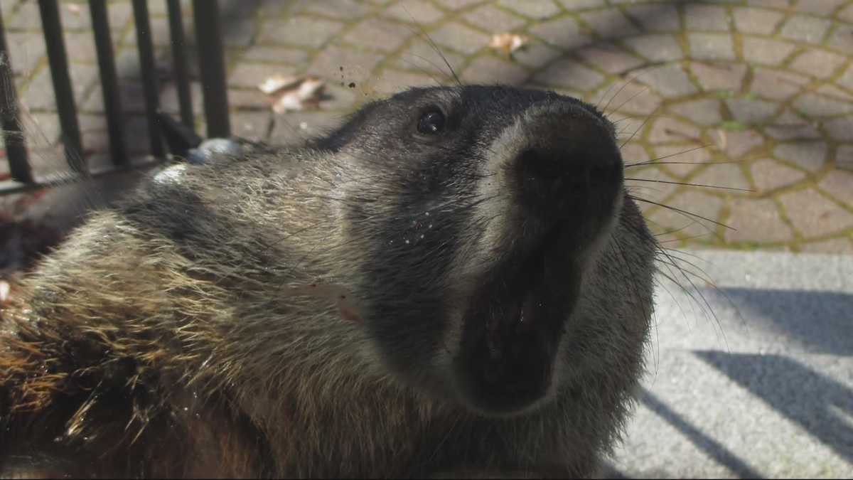 Groundhog attacks man, animal control officer