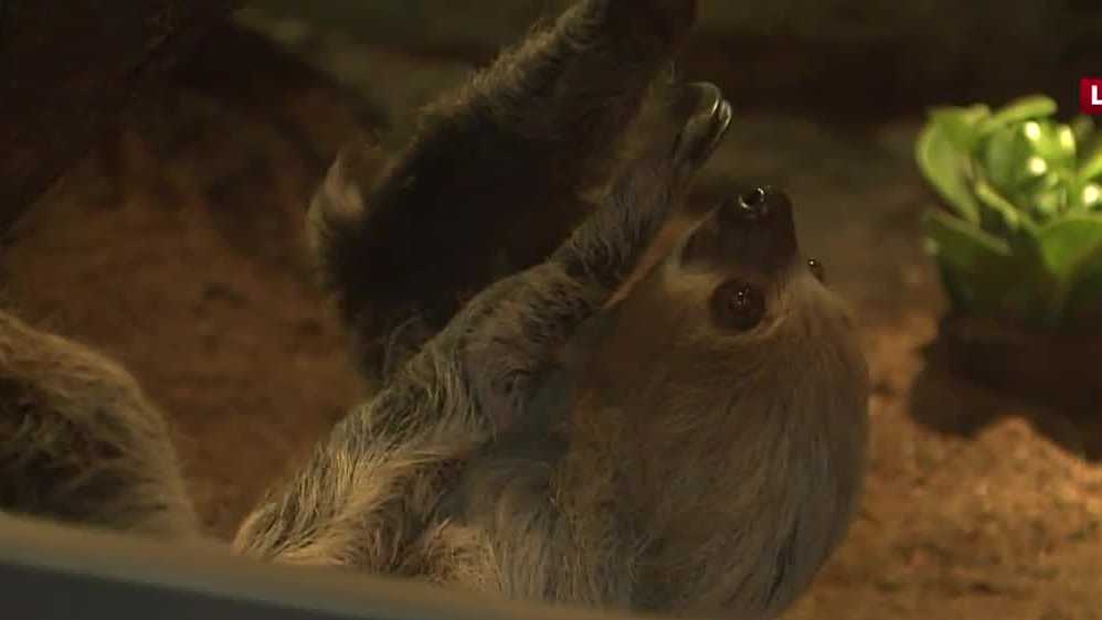 Survival of the Slowest: The sloth