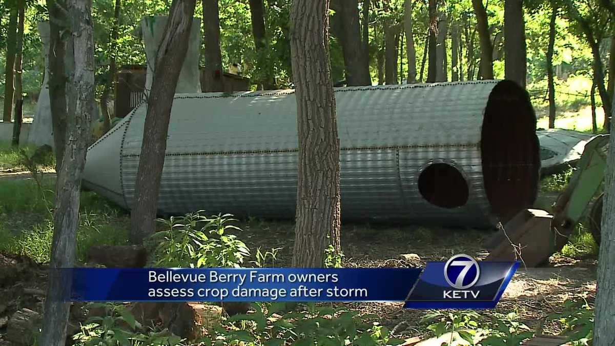 Bellevue Berry Farm owners assess crop damage after storm