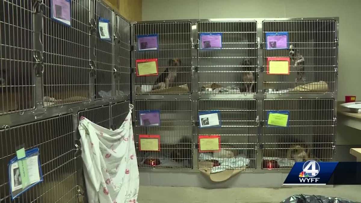 Greer: Dozens of dogs seized from home