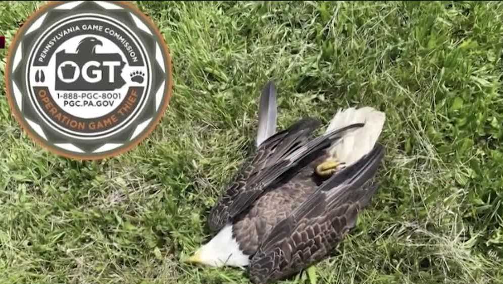 Plea agreement reached in killing of bald eagle in Washington County