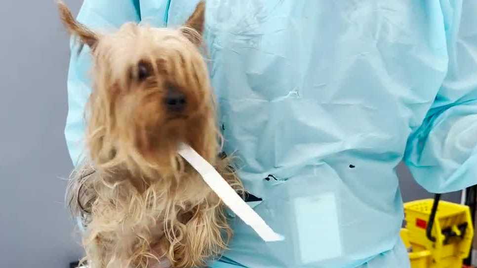 More than 80 dogs rescued from Baltimore City rowhome