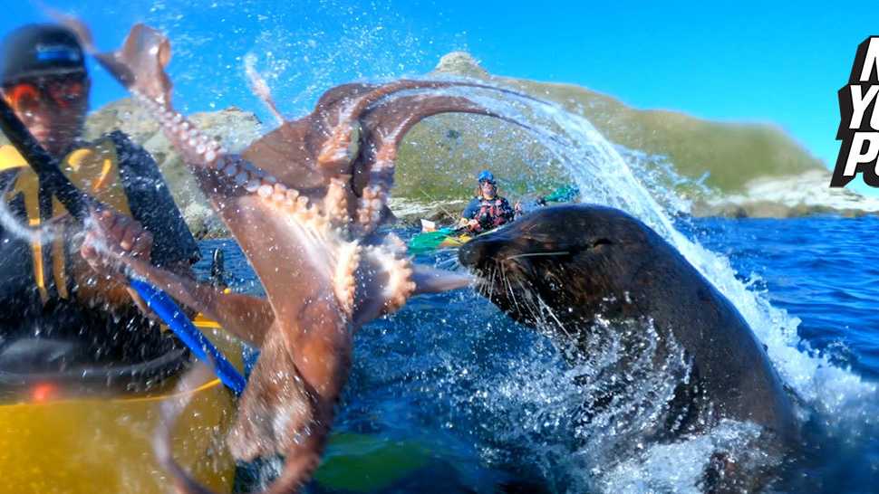 Seal whips octopus at kayaker