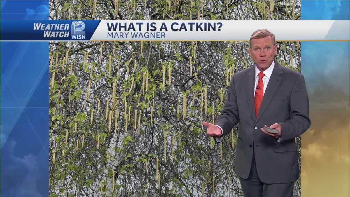Weather: What Is A Catkin