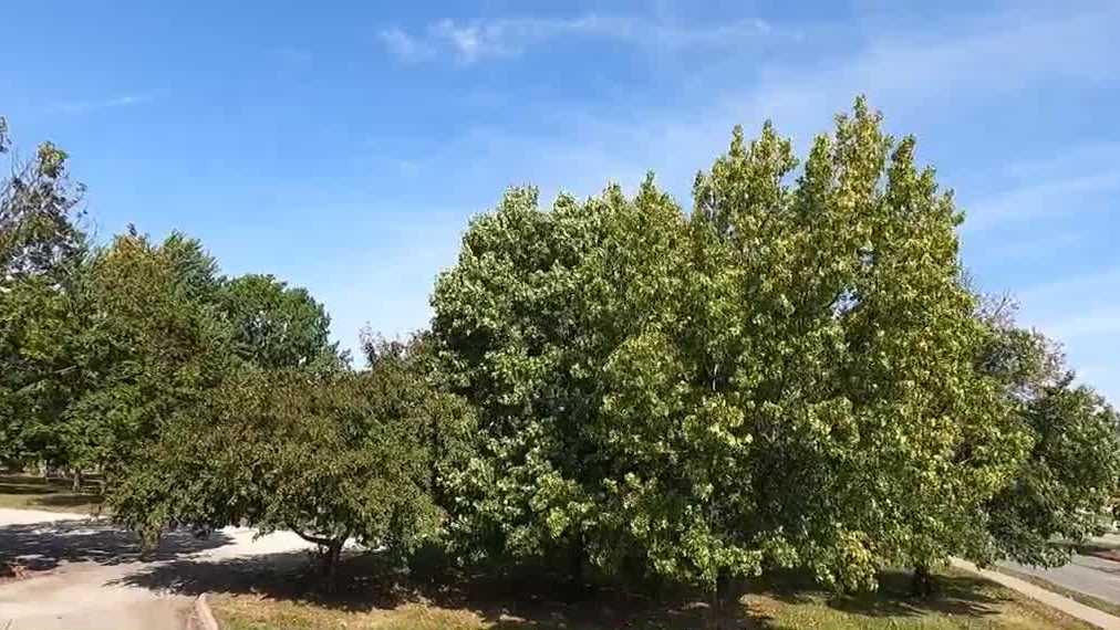 Development threatens historic trees in Johnston