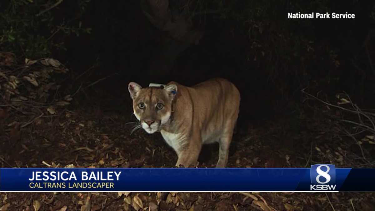 Highway 17 wildlife crossing opens thanks to UCSC mountain lion research