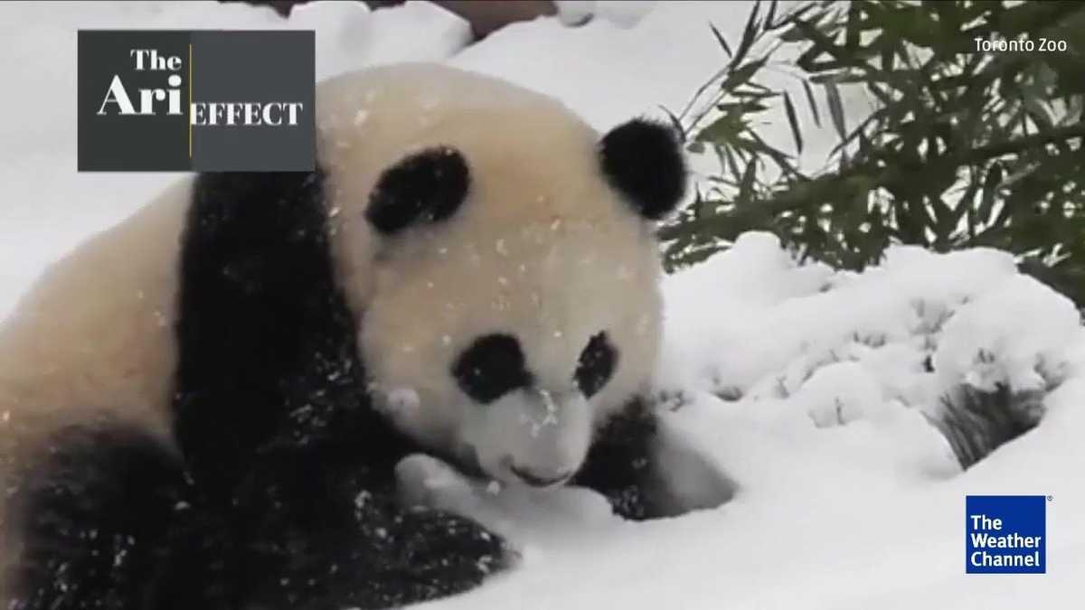 Pandas and pigs love the snow
