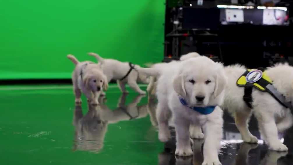 Editorial: Hero Pups