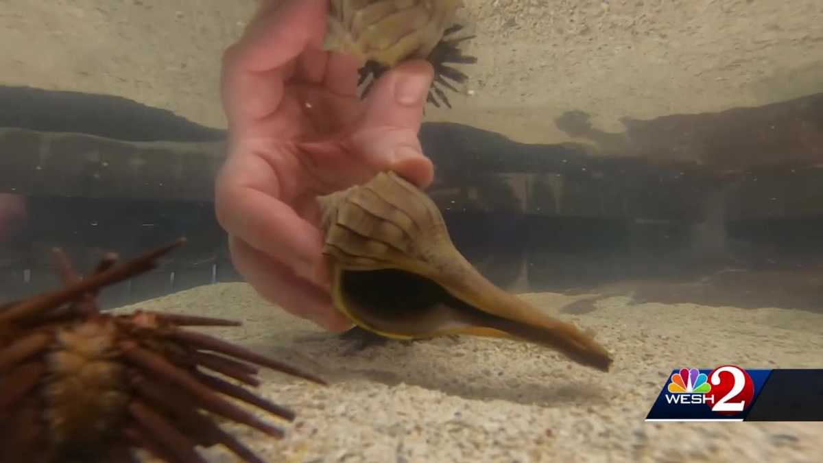 The Science of It: Invertebrates