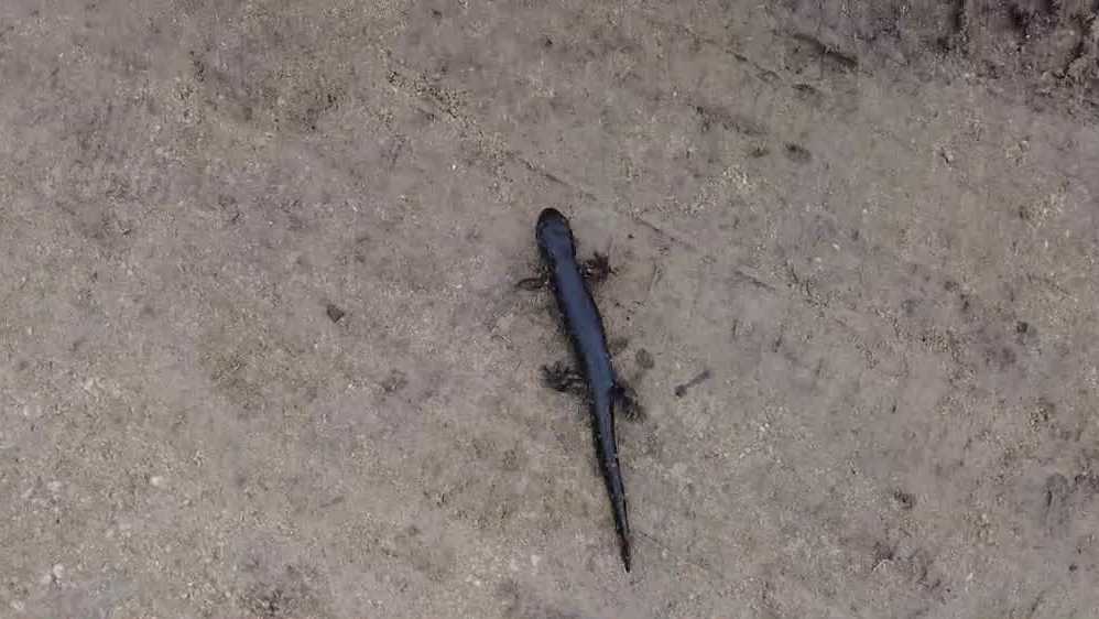 Here's where to see salamanders crossing the road in Iowa