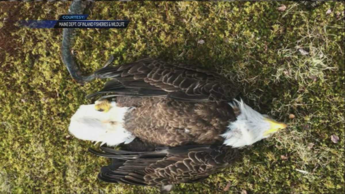 Bald Eagle, eel electrocuted by wires