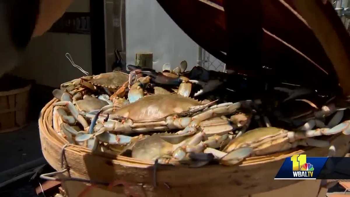 Report shows new increase in blue crab population