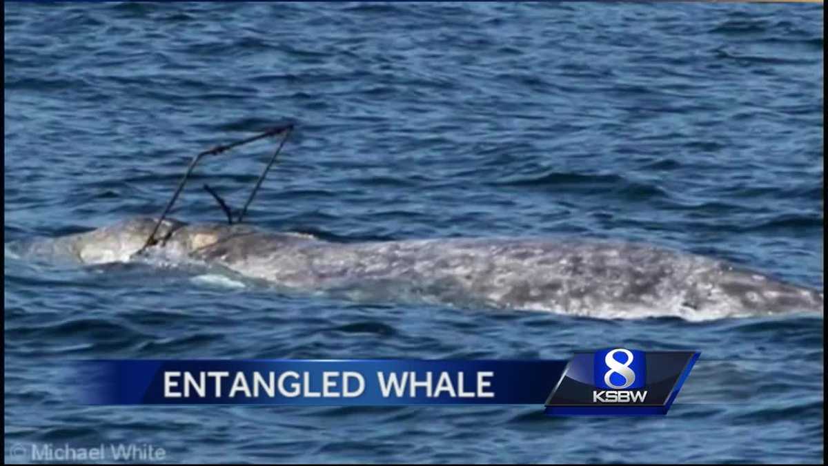 Entangled whale swimming near Big Sur, Pacific Grove