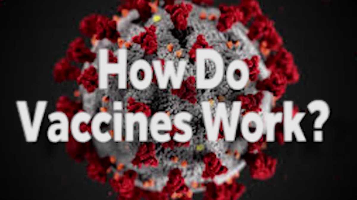 Q&A: How vaccines work and are developed
