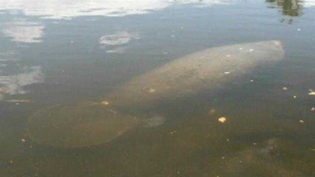 2 manatees missing after tracking device falls off
