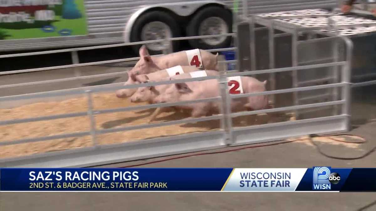 'State Fair Spotlight' segment 2: Animals, pig racing & grandstand ...