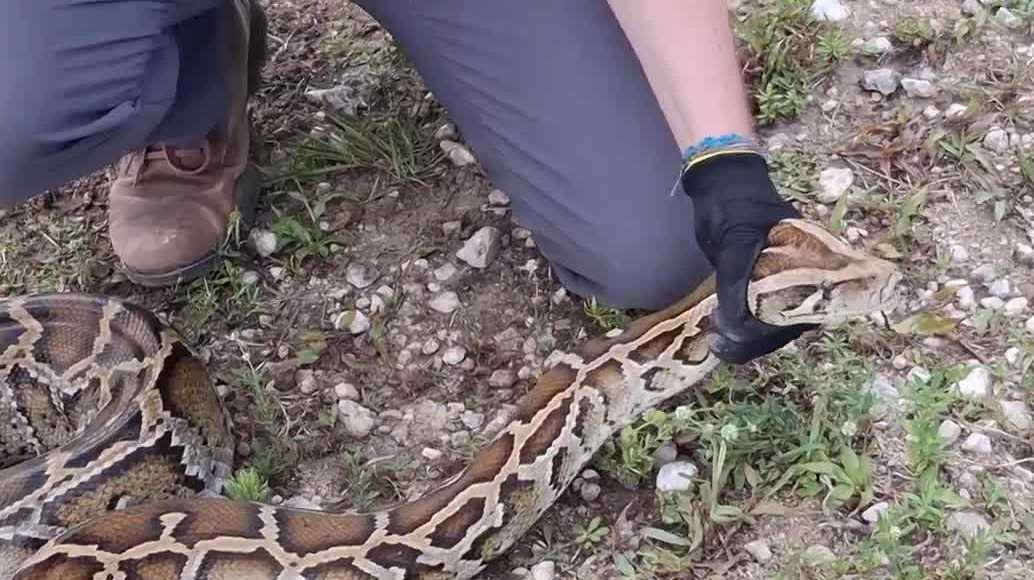 2026 Florida Python Challenge returns with $25K in prizes - WBBH