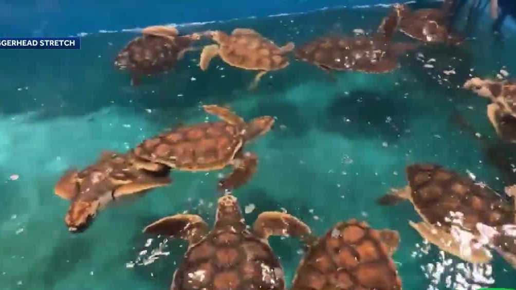 Scientists search for link between El Niño, sea turtle migration
