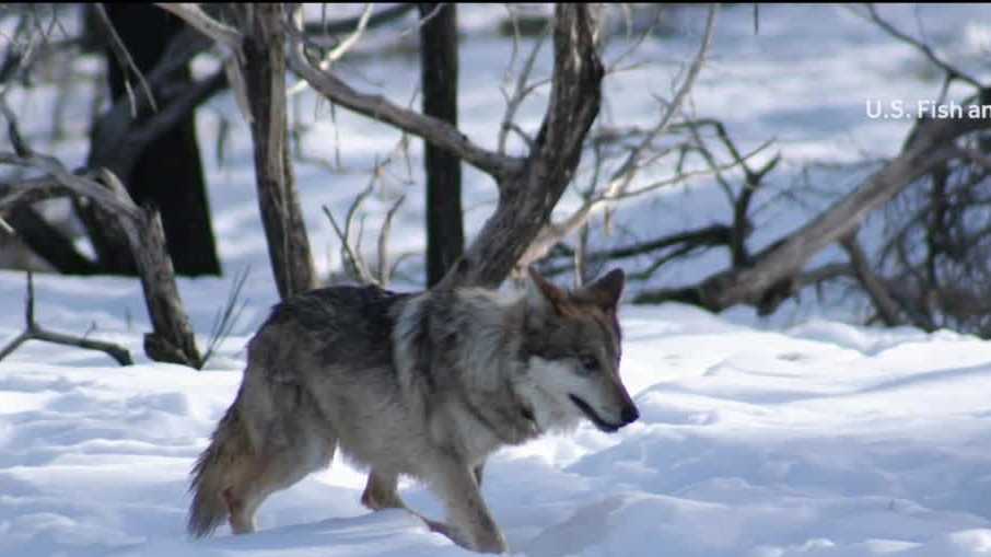 Historic capture of Mexican gray wolf in New Mexico