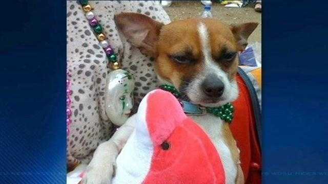 Crook takes woman's SUV, dog