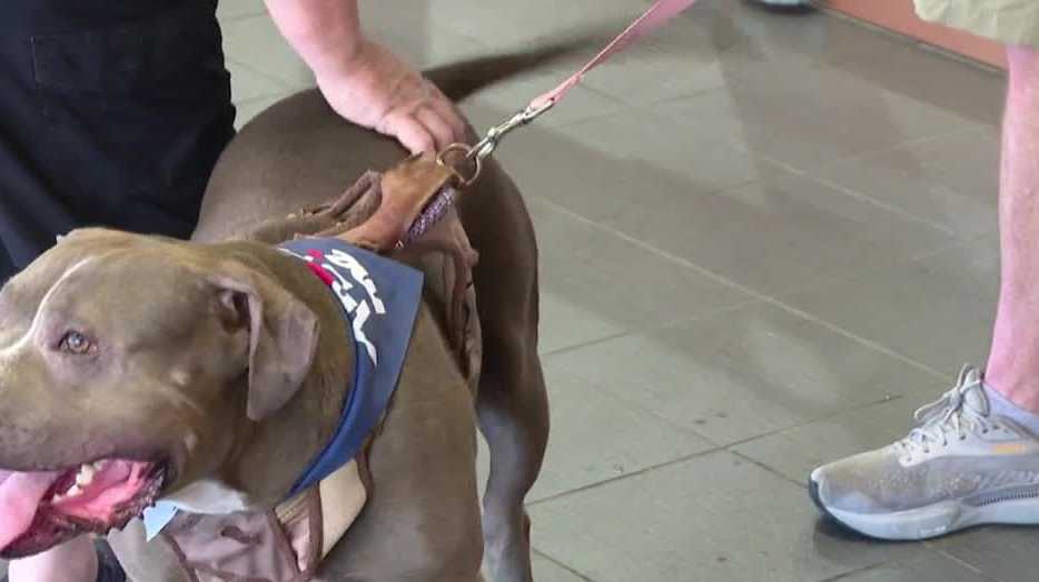 Omaha animal rescue hosts meet and greet with foster pets