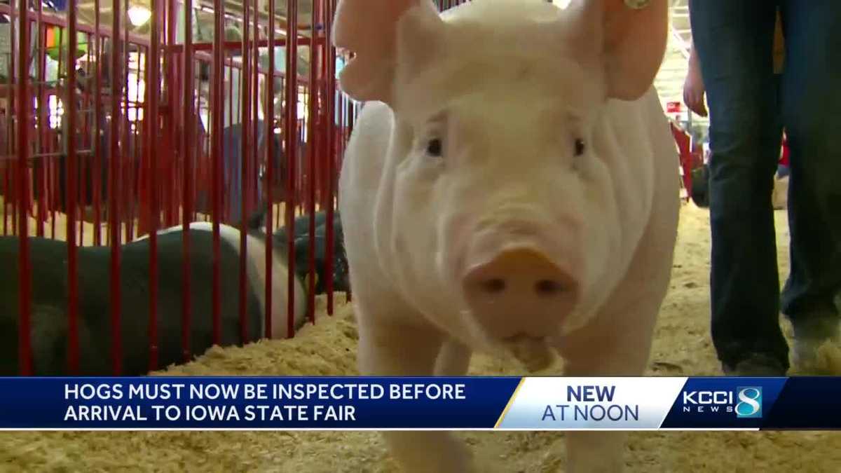 New pig inspection rules announced for Iowa State Fair