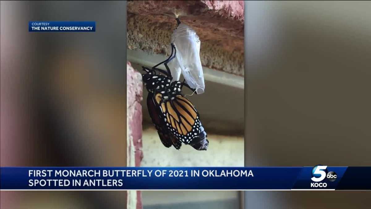 OKLAHOMA MONARCH: Oklahoma’s first monarch butterfly of 2021 spotted in ...