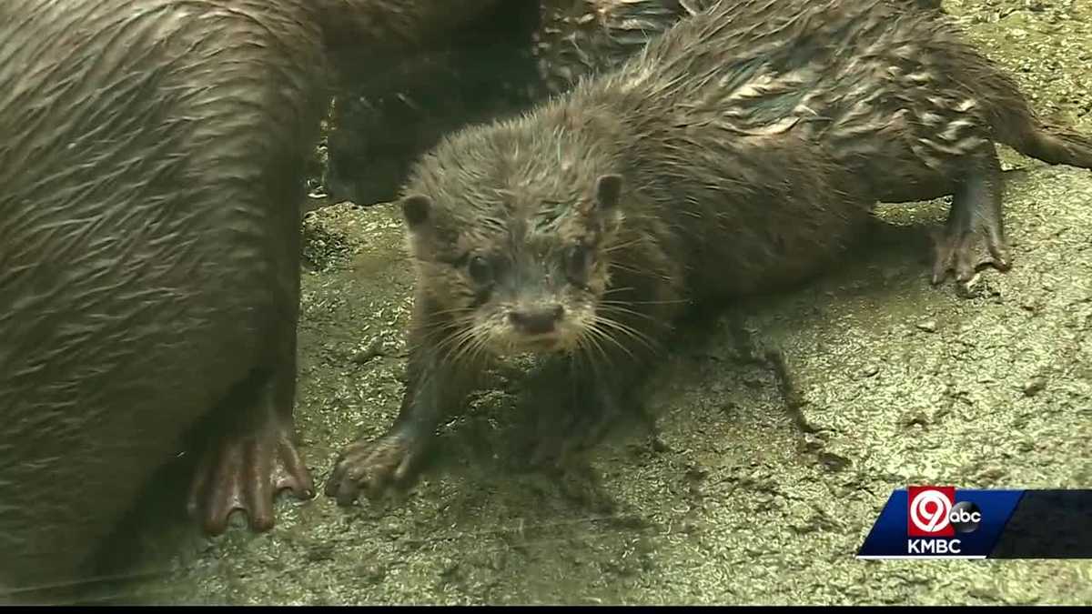 New otter pups at KC Zoo are strong in the 'force'