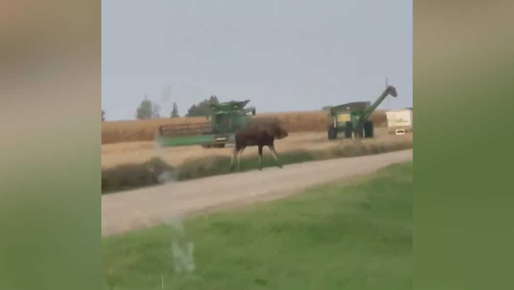 Moose seen throughout northern Iowa has crossed into Minnesota