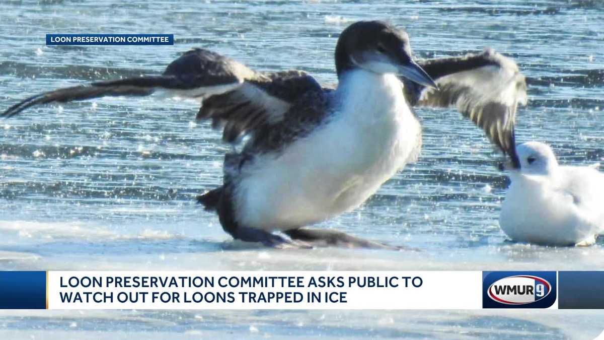 Loon Preservation Committee asks public to watch for loons trapped in ice