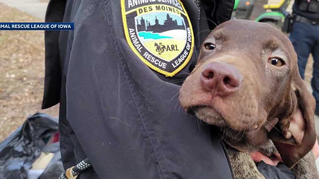 ARL rescues several dogs in Webster City