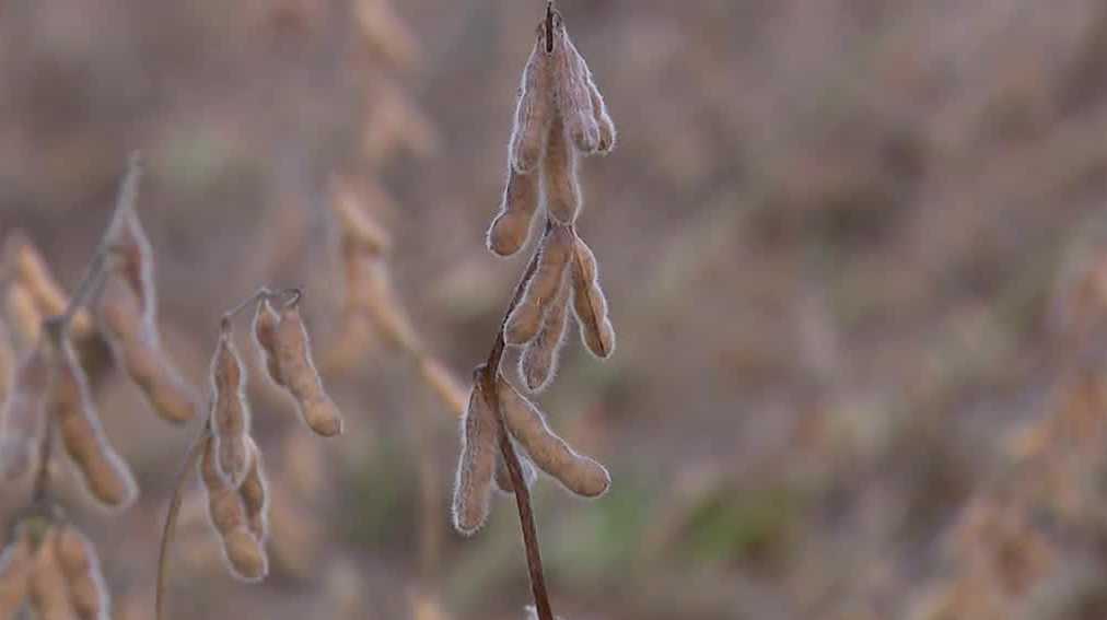 Soybean farmers face crisis as China halts purchases