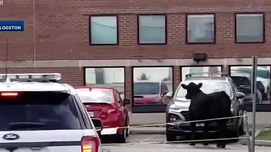 Blue Springs cattle escape meat processing plant