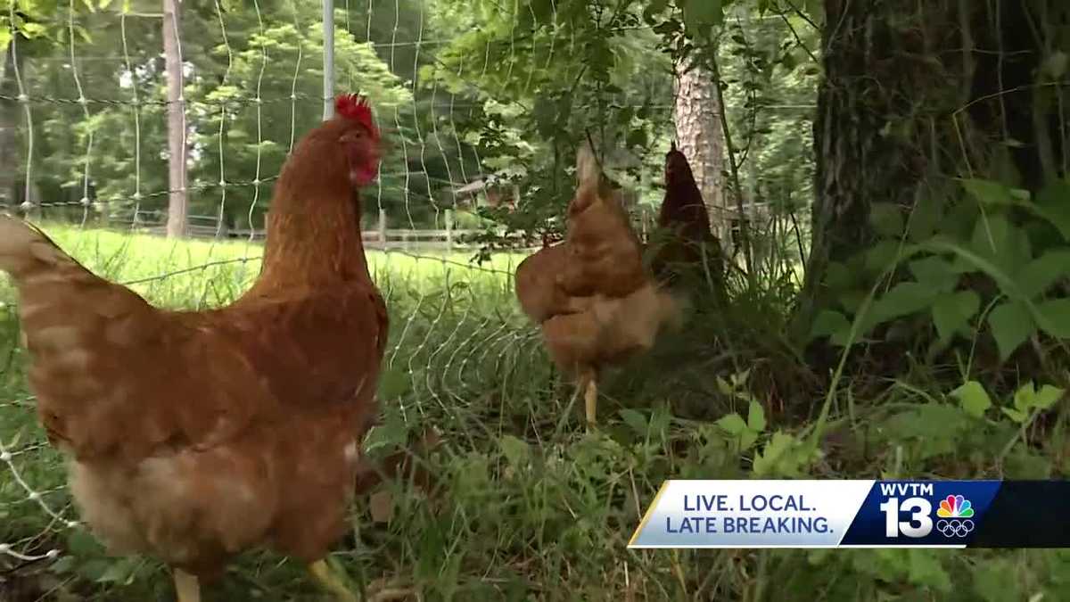 St. Clair County family starts pasture-raised chicken farm