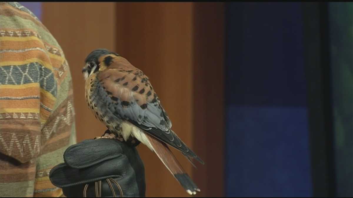 Wild Moments: Kestrels -North America's smallest falcon