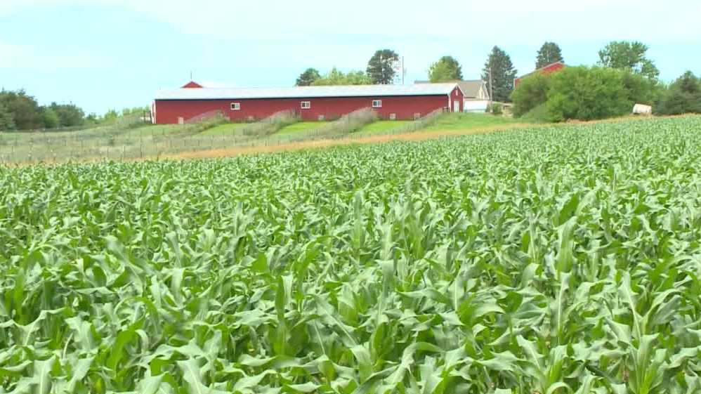 Are you ready for some Iowa sweet corn? It might come a little later