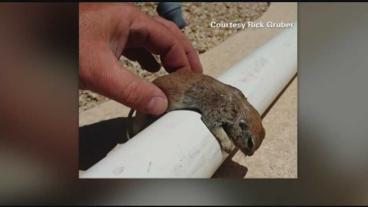 Did you see this?!: Squirrel CPR!