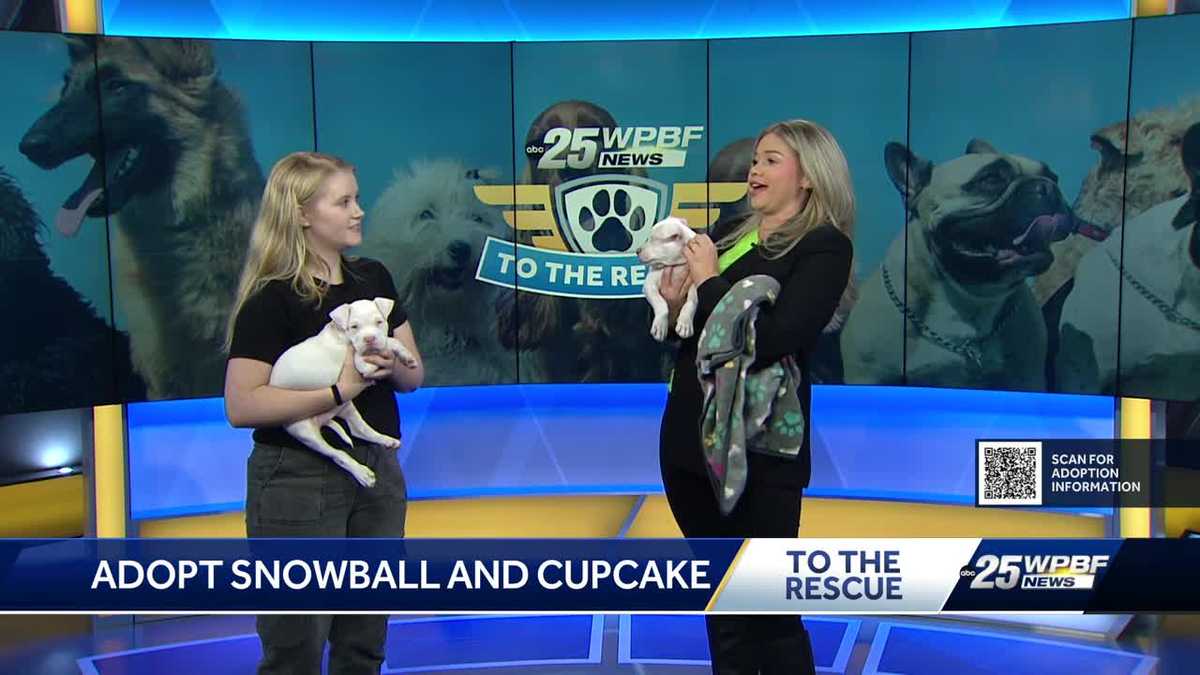 Deaf puppies waiting for forever homes in south Florida