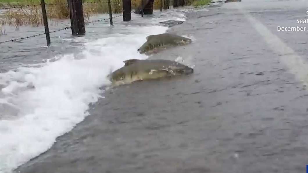 Watch: Salmon struggle to swim across flooded road