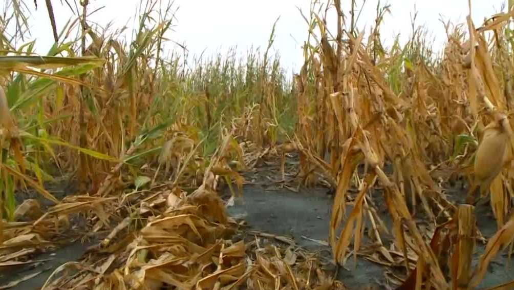 Experts, farmers say rain this week will cause more harm than good for ...