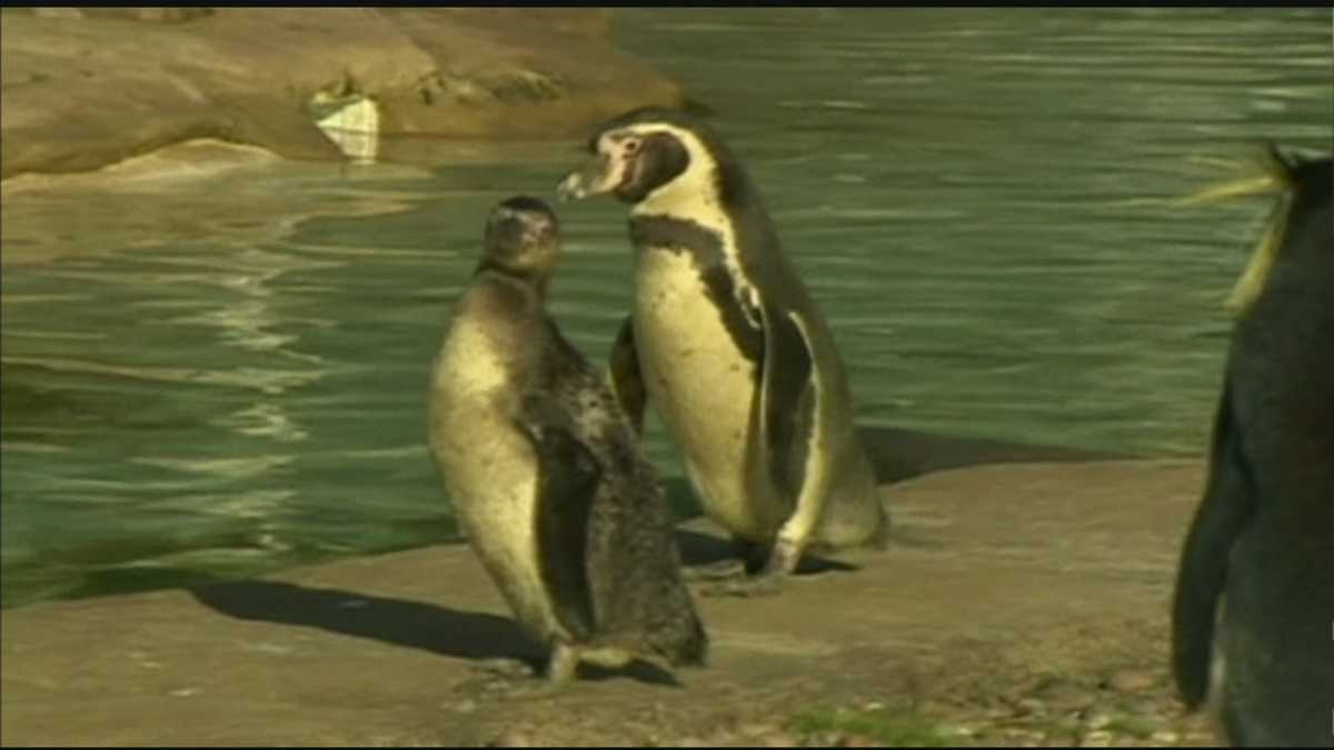 Do you know why penguins waddle?