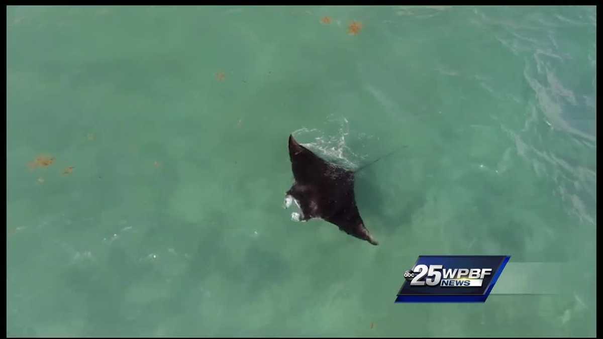 Amazing video of manta ray off Singer Island