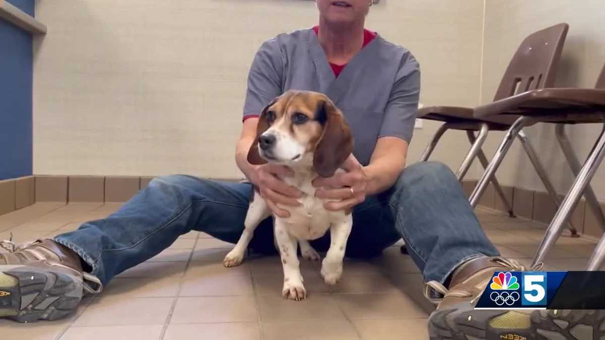 Pet Connection: March 21, 2024