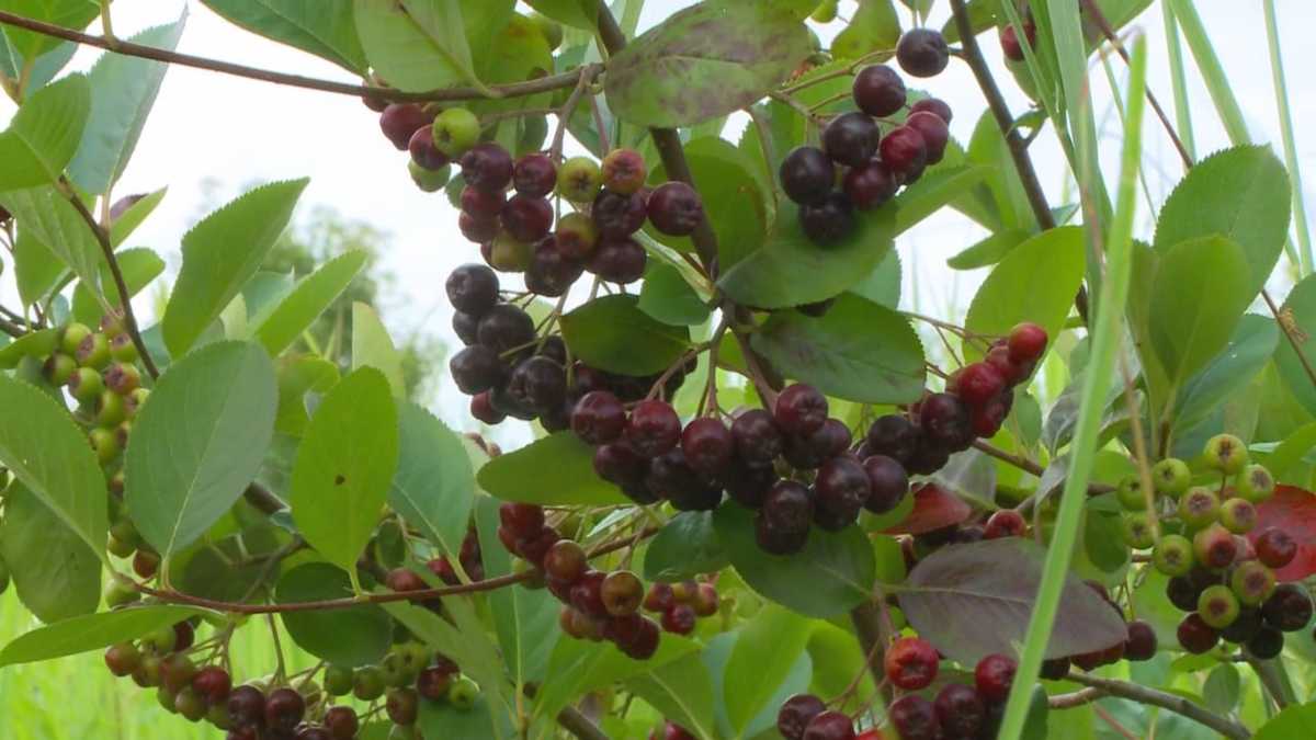Iowa-grown 'super fruit' rising in popularity