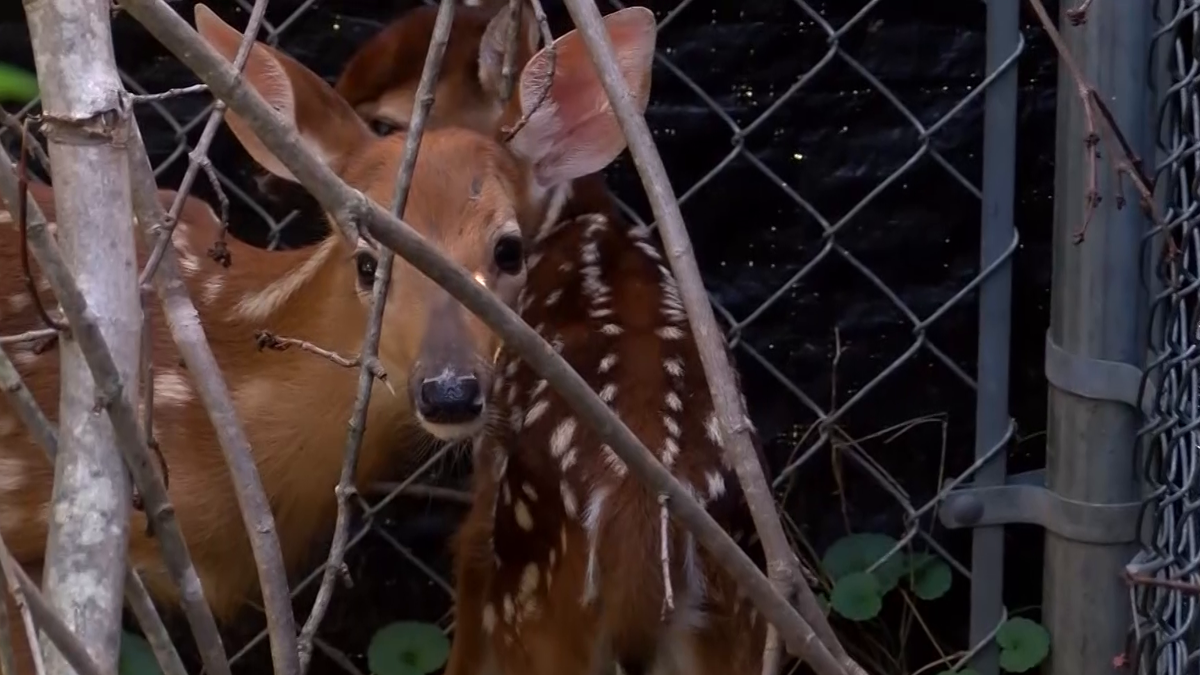 Meet the tiniest deer being nursed back to health