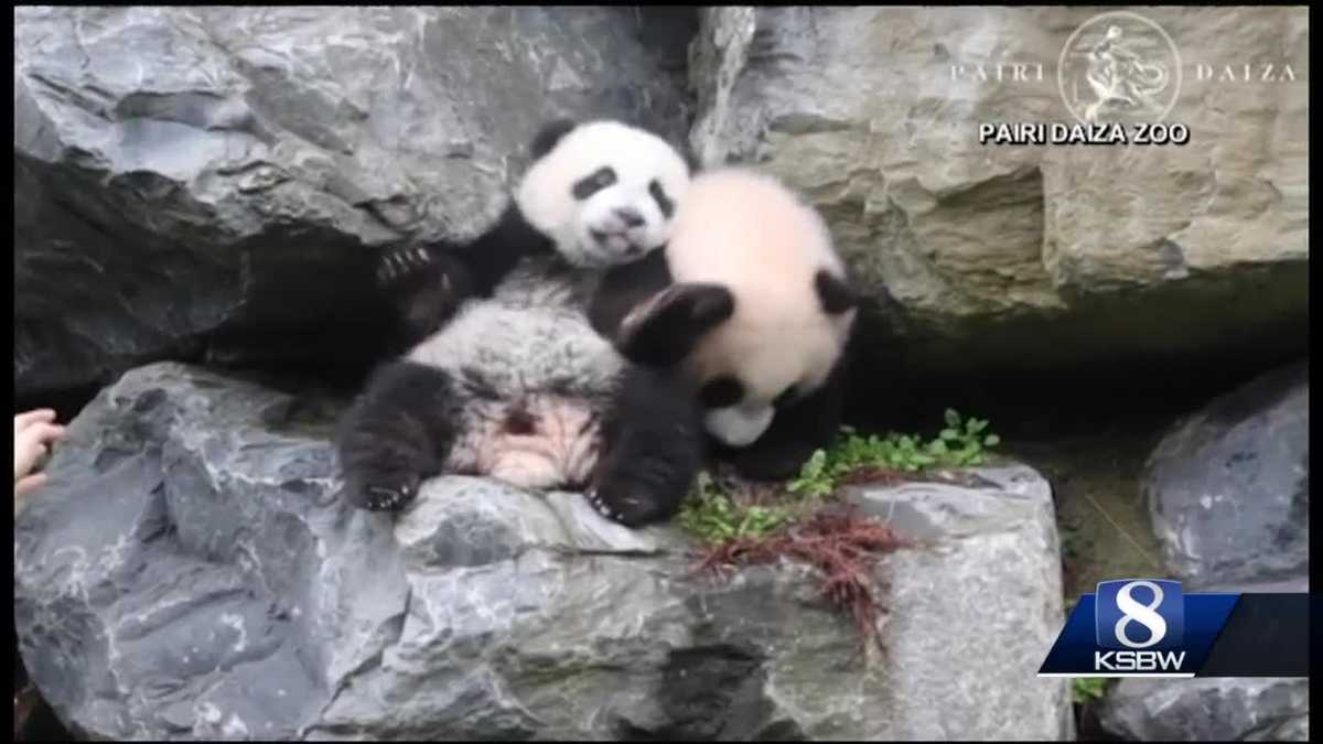 Animal Stories with Dan Green: Pandas!